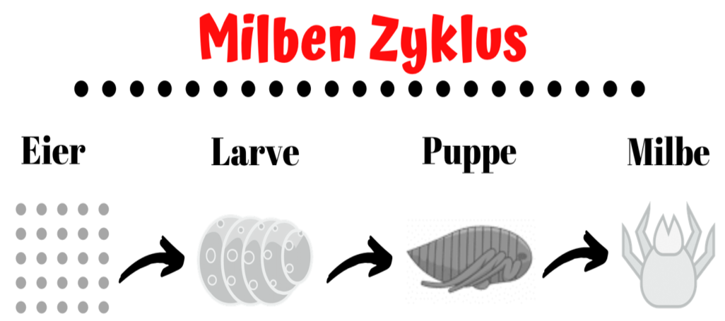 Was tun gegen Milben - Tipps und Tricks zur Milbenbekämpfung