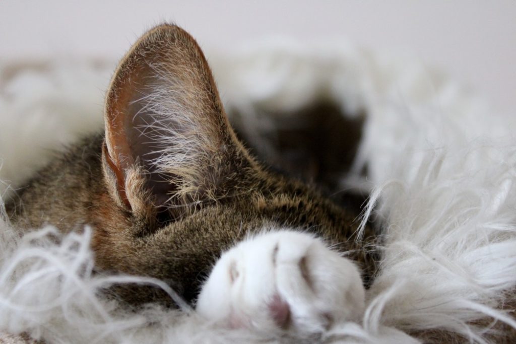 Welches Mittel gegen Ohrmilben bei der Katze - Ursachen und Behandlung Welches Mittel gegen Ohrmilben bei der Katze - Ursachen und Behandlung